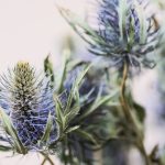 Back Home – Elite Flower