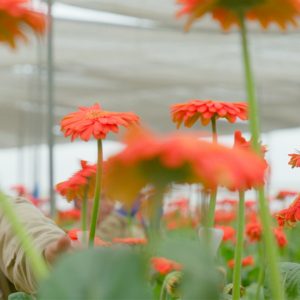 Back Home – Elite Flower