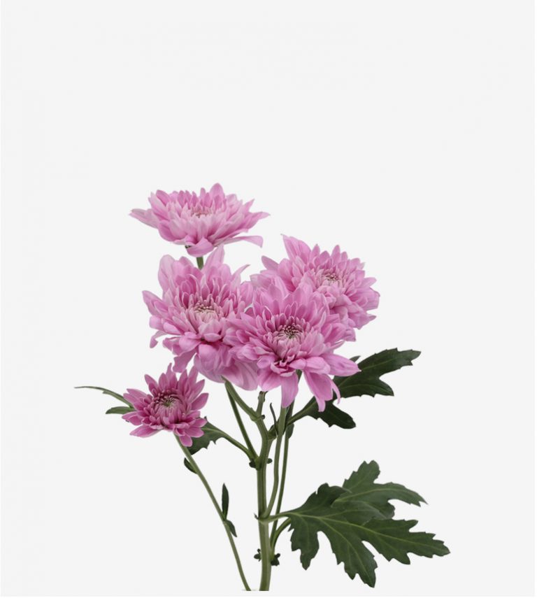 Back Home – Elite Flower