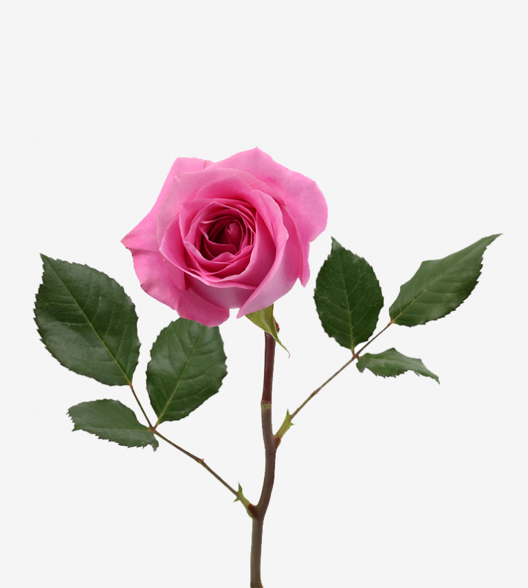 Elite Flower – By Hannaford