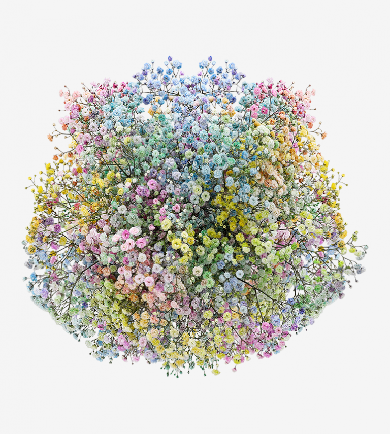 Our Flowers – Elite Flower