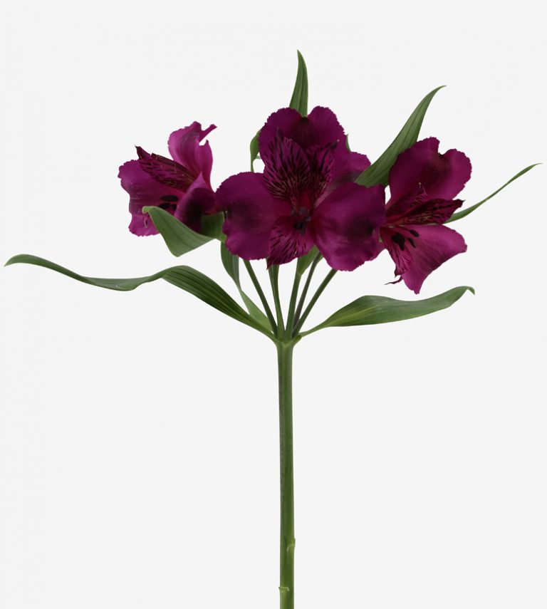 Market Bunches – Basic – Elite Flower