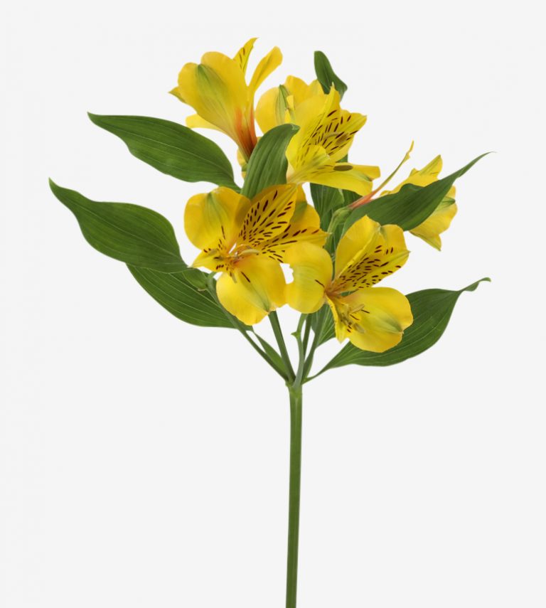 Market Bunches – Basic – Elite Flower