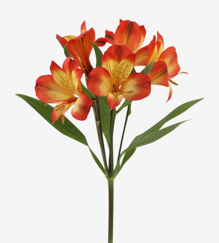 Market Bunches – Basic – Elite Flower