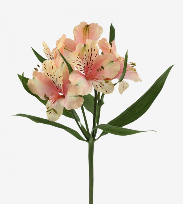 Market Bunches – Basic – Elite Flower