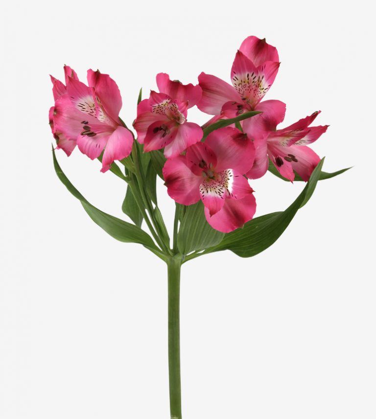 Market Bunches – Basic – Elite Flower