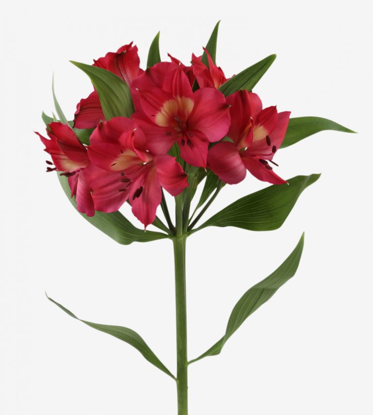 Market Bunches – Basic – Elite Flower