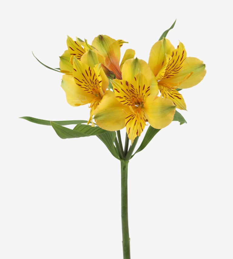 Market Bunches – Basic – Elite Flower