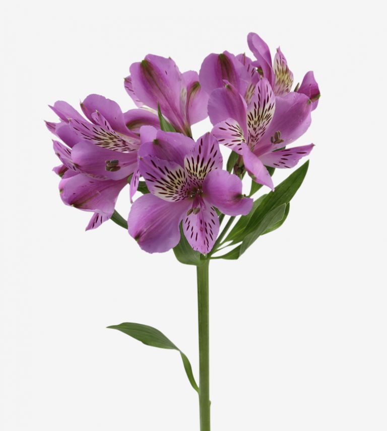 Market Bunches – Basic – Elite Flower