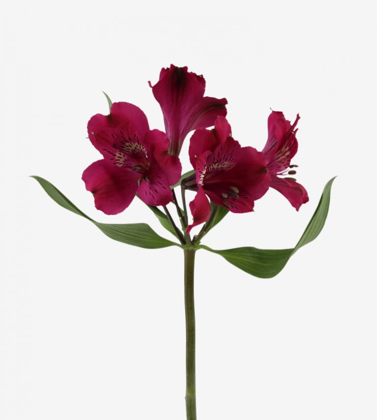 Market Bunches – Basic – Elite Flower