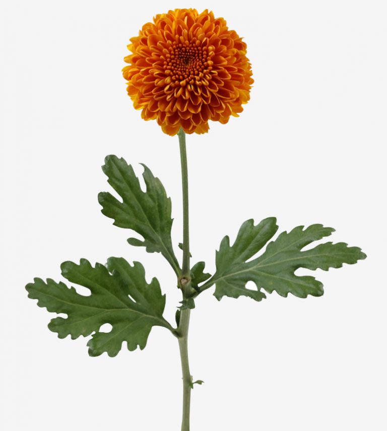 Market Bunches – Focal – Elite Flower