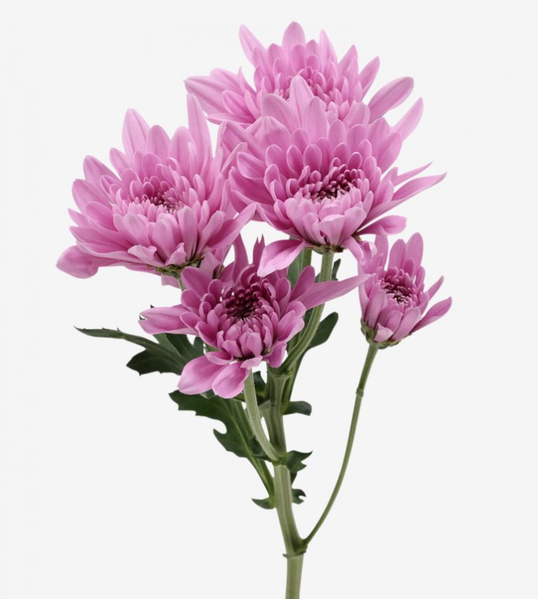 Market Bunches – Focal – Elite Flower