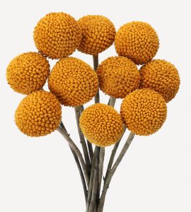 Muse Collection – Elite Flower