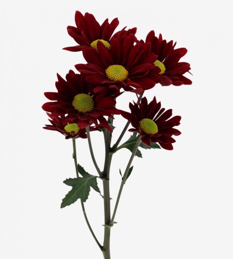Market Bunches – Focal – Elite Flower