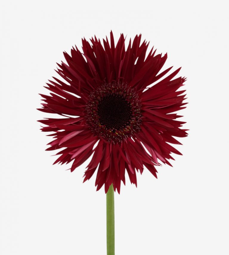 Market Bunches – Focal – Elite Flower