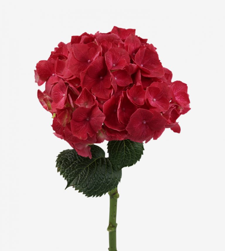 Market Bunches – Focal – Elite Flower