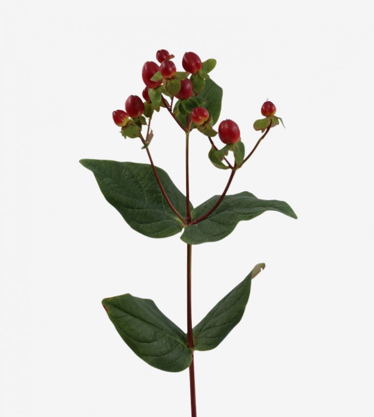 Market Bunches – Fillers – Elite Flower