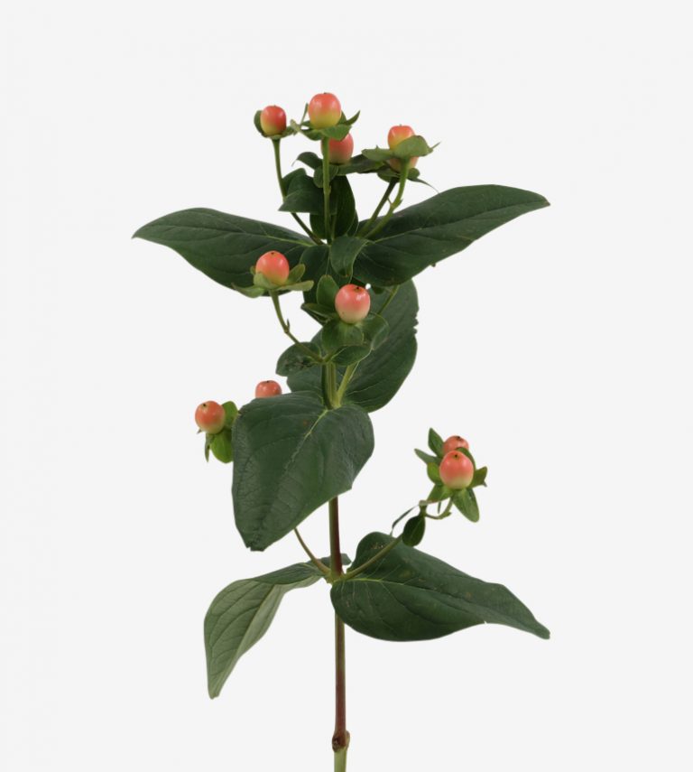 Market Bunches – Fillers – Elite Flower
