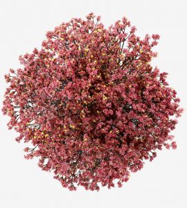 Muse Collection – Elite Flower