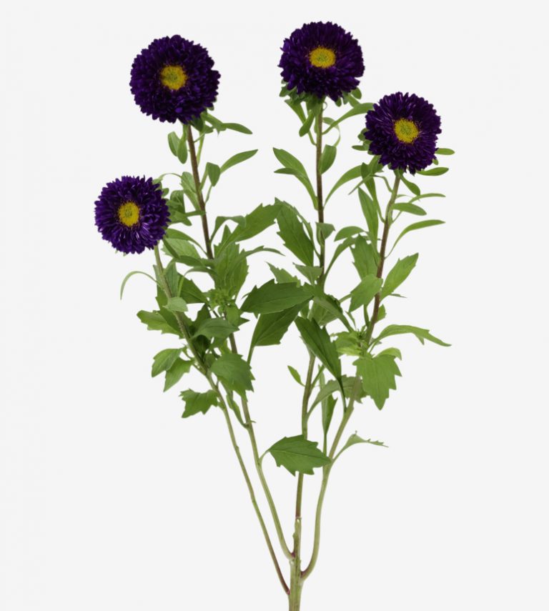 Market Bunches – Fillers – Elite Flower