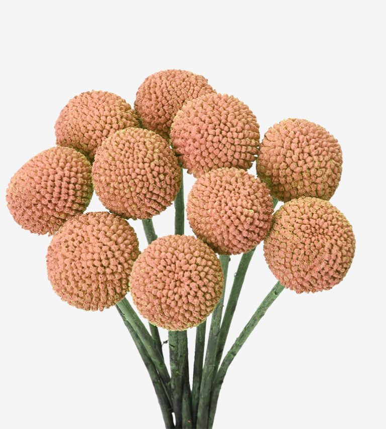 Muse Collection – Elite Flower