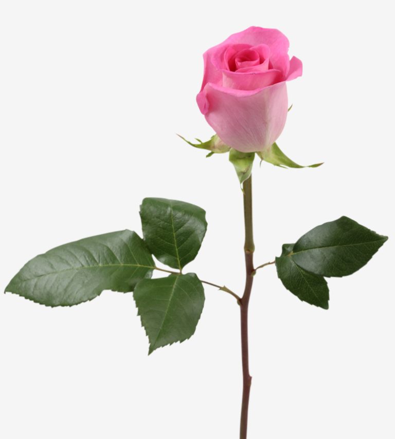 Our Roses – Elite Flower