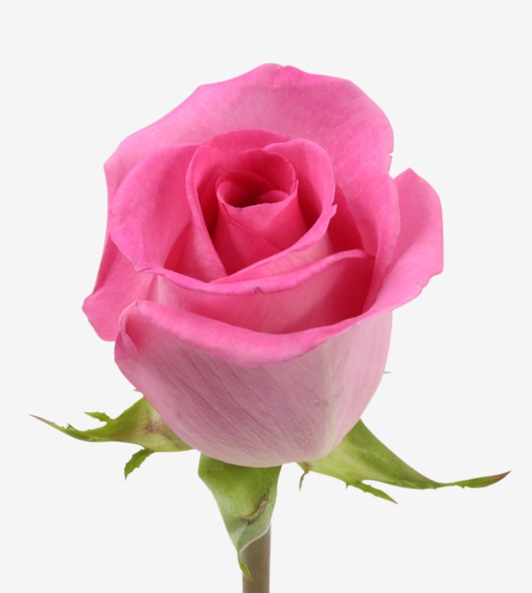 Our Roses – Elite Flower