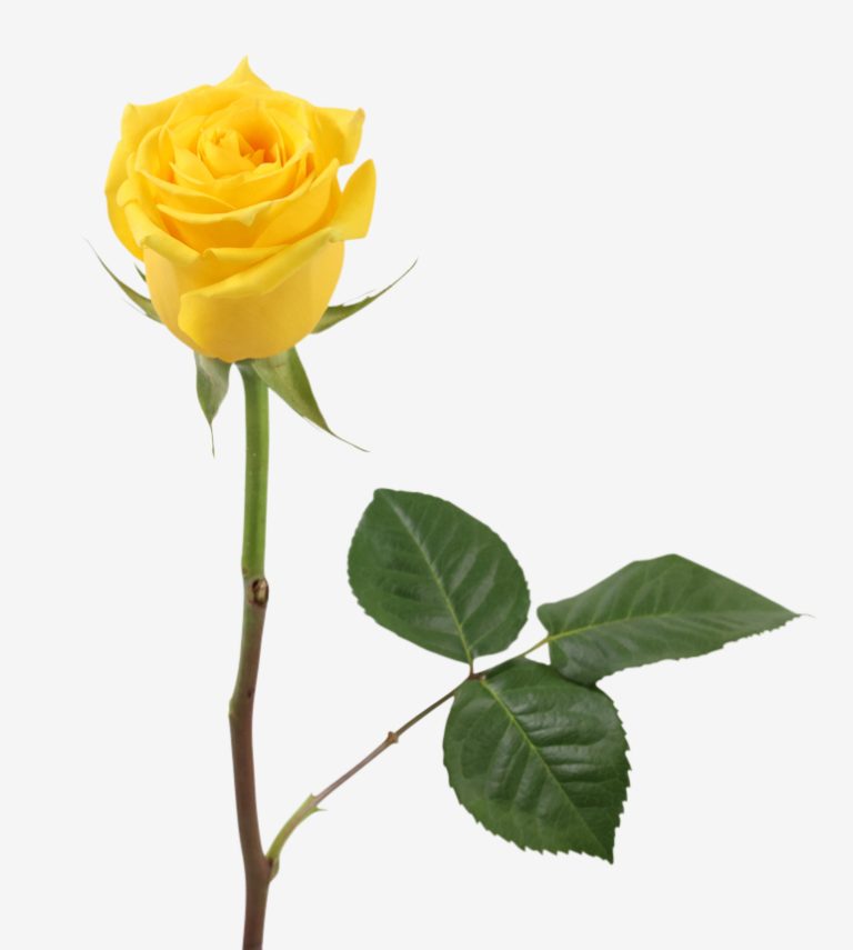 Our Roses – Elite Flower