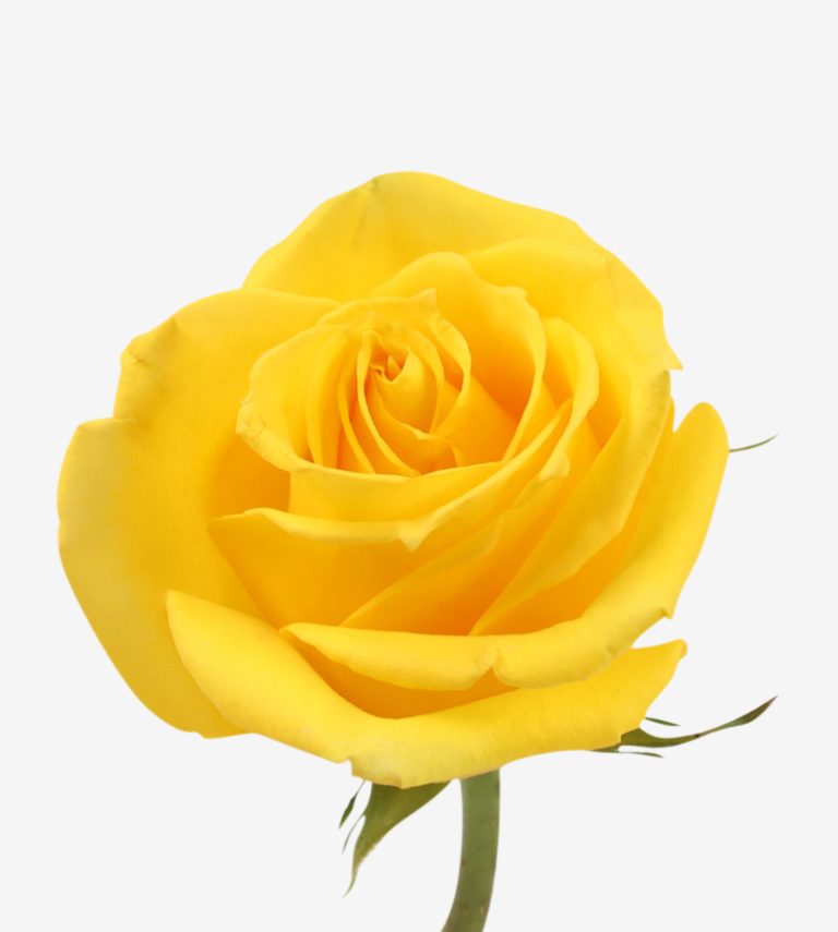 Our Roses – Elite Flower