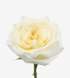 Our Roses – Elite Flower