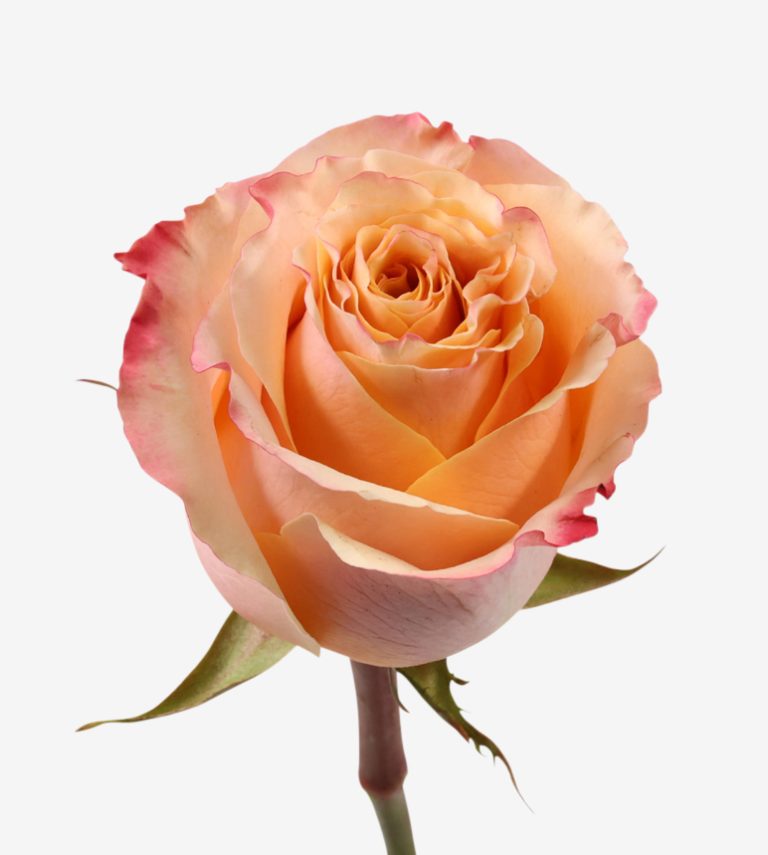 Our Roses – Elite Flower