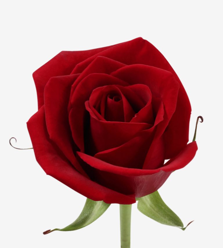 Our Roses – Elite Flower