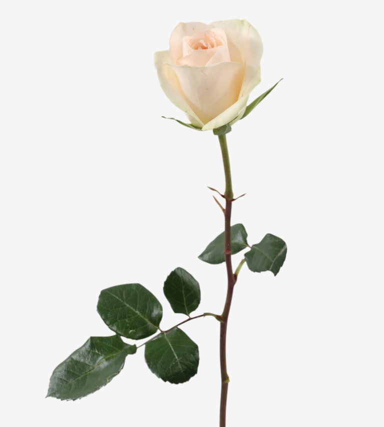 Our Roses – Elite Flower