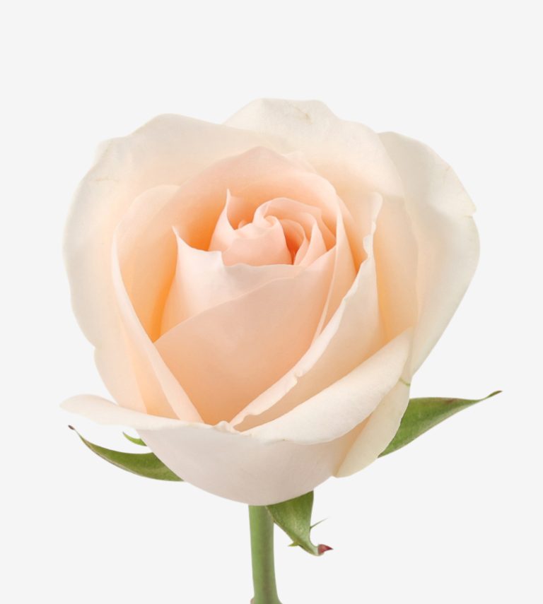 Our Roses – Elite Flower