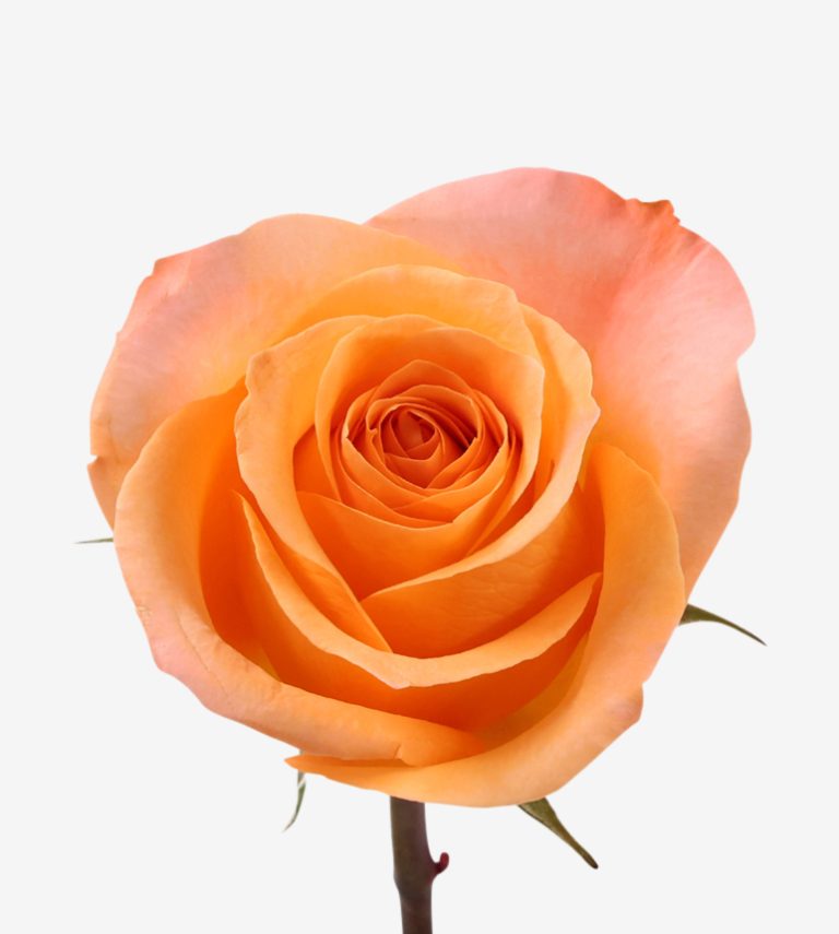 Our Roses – Elite Flower