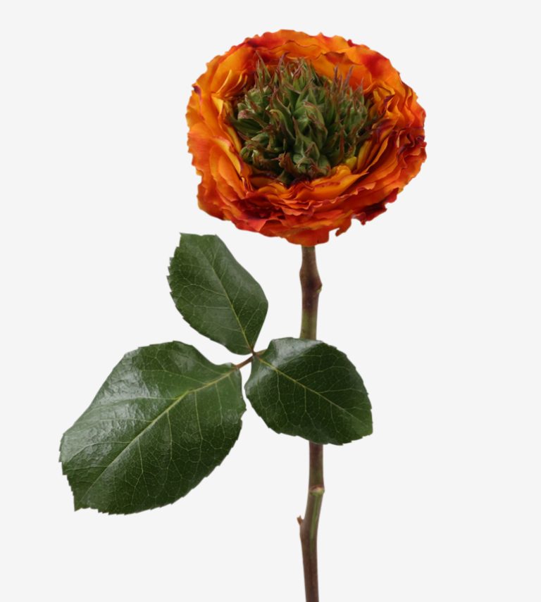 Our Roses – Elite Flower