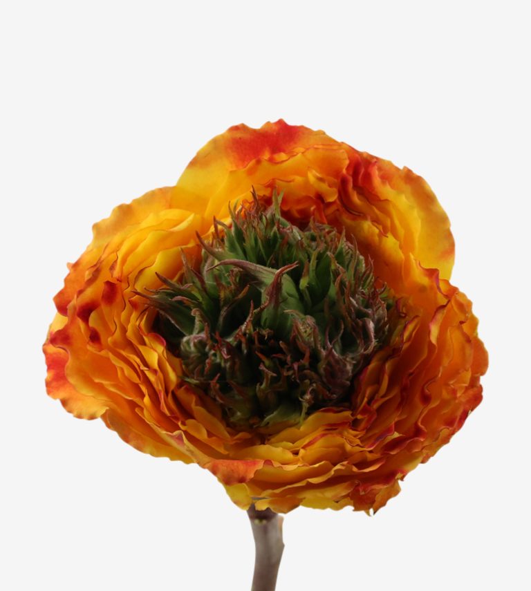 Our Roses – Elite Flower