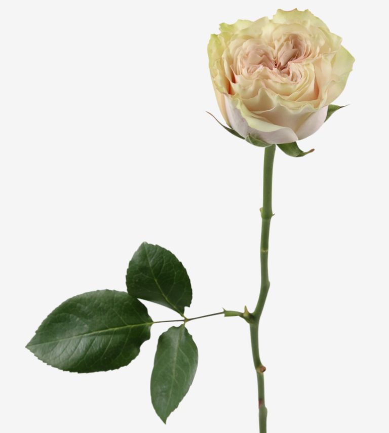 Our Roses – Elite Flower