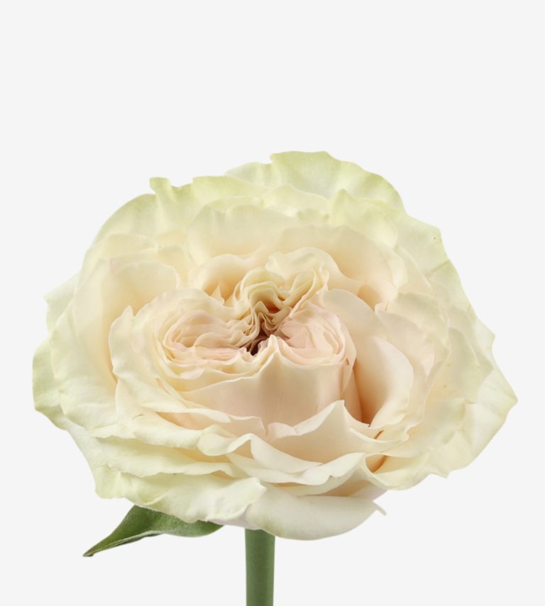 Our Roses – Elite Flower