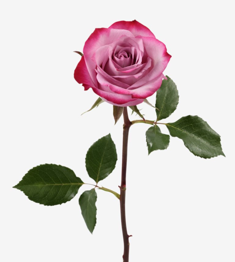 Our Roses – Elite Flower