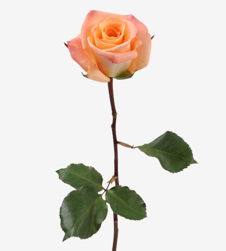 Our Roses – Elite Flower