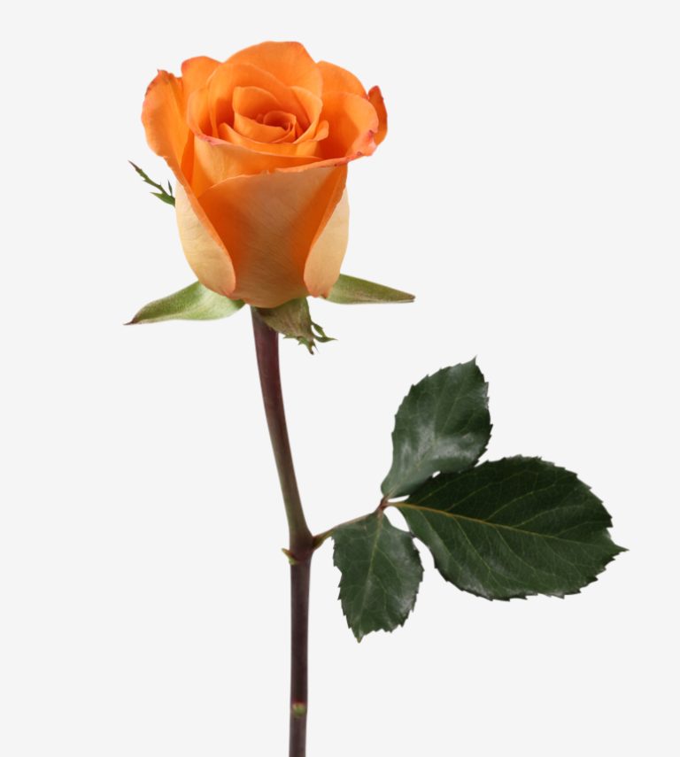 Our Roses – Elite Flower