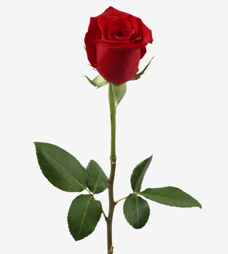 Our Roses – Elite Flower