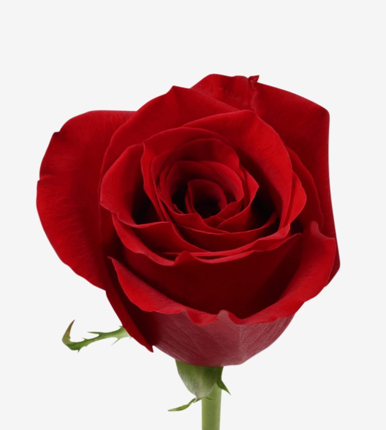 Our Flowers – Elite Flower