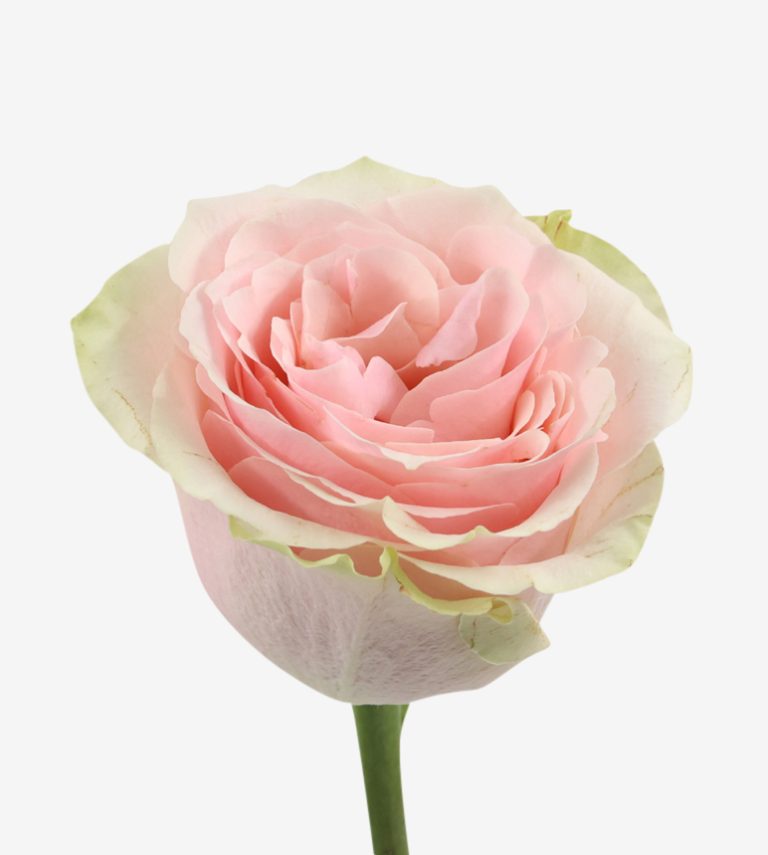 Our Roses – Elite Flower