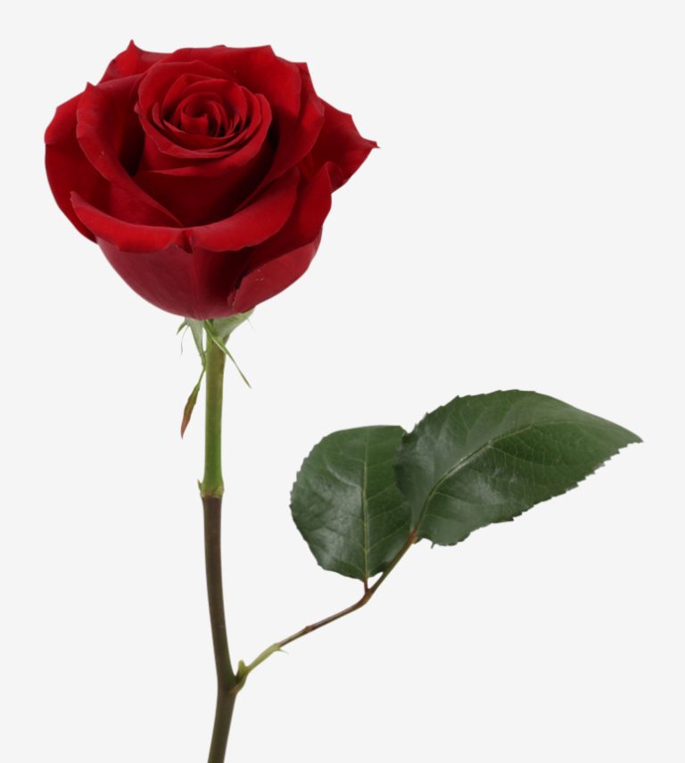 Our Roses – Elite Flower