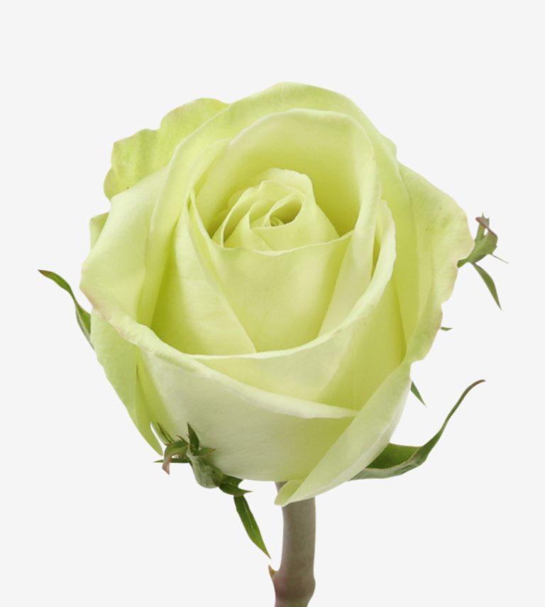 Our Roses – Elite Flower