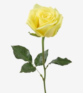 Our Roses – Elite Flower