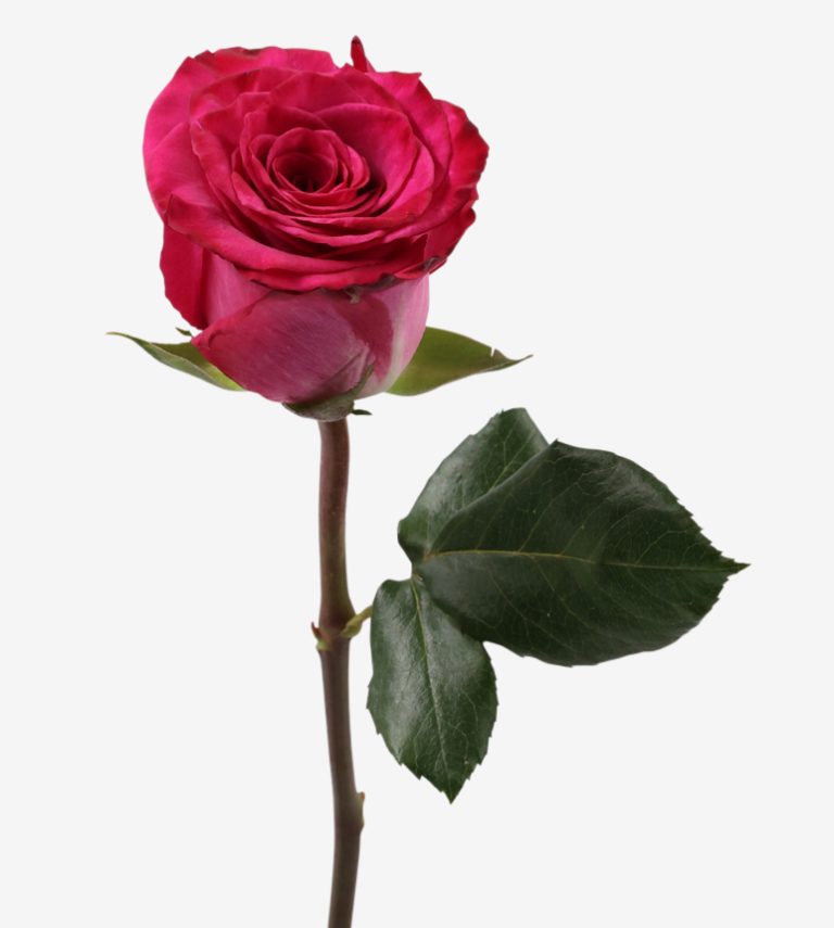 Our Roses – Elite Flower