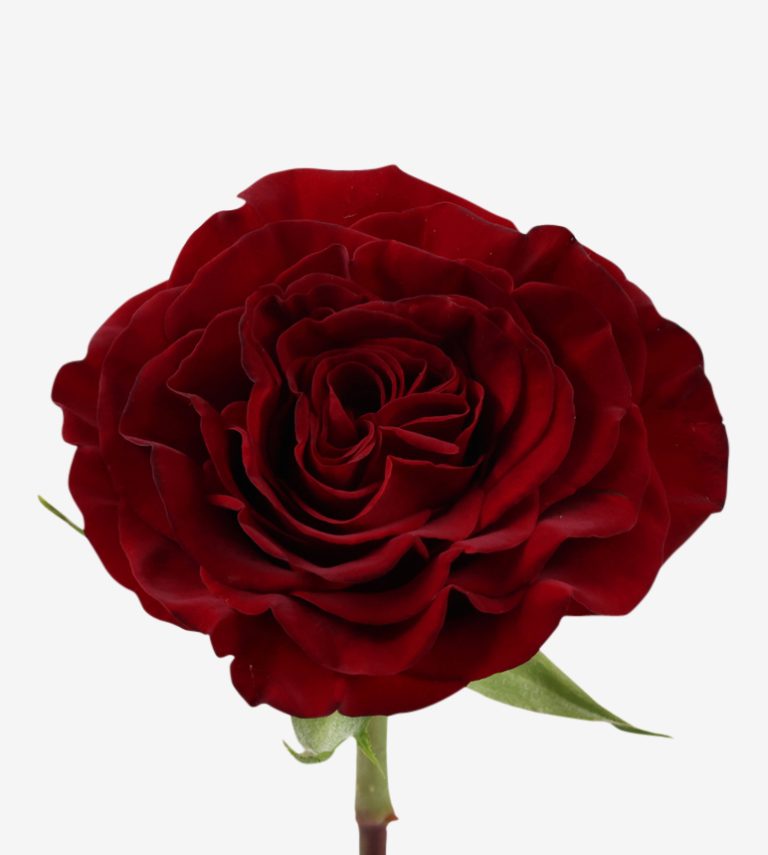Our Roses – Elite Flower